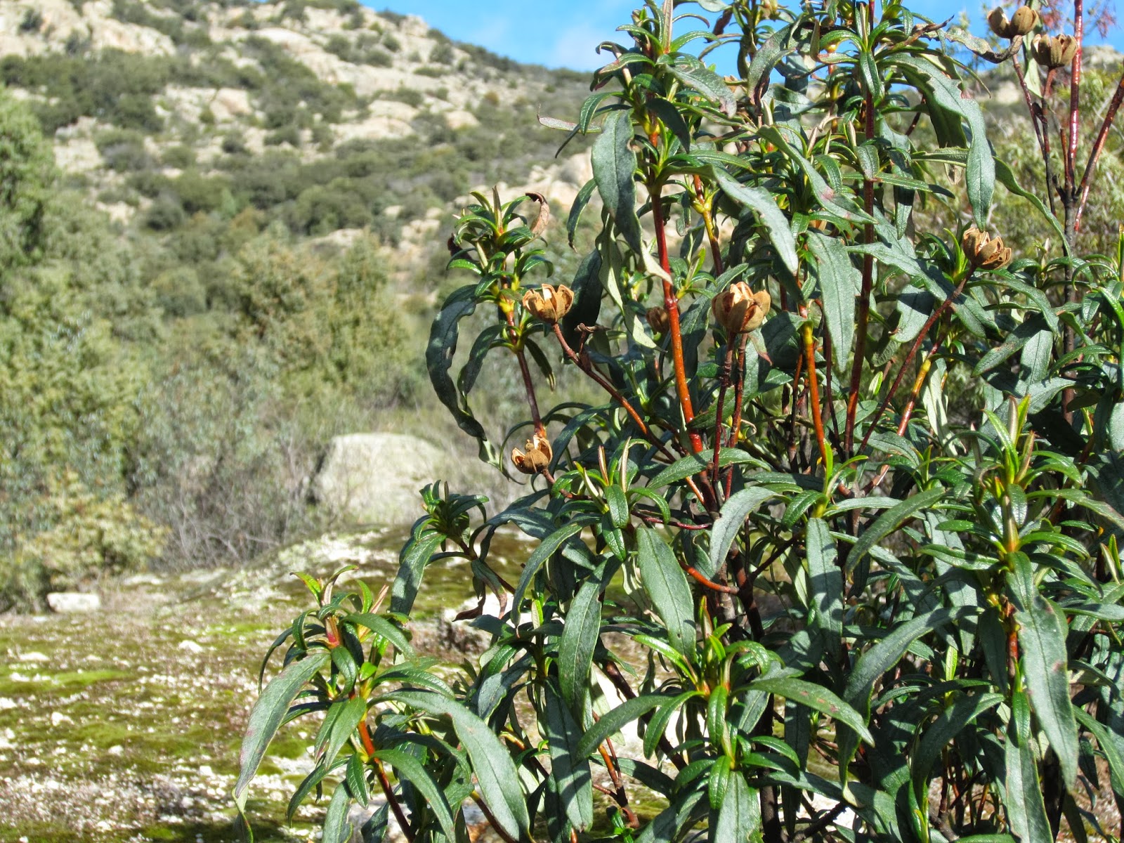 Jabón al Natural: Propiedades y utilidades de la jara en cosmética y ...